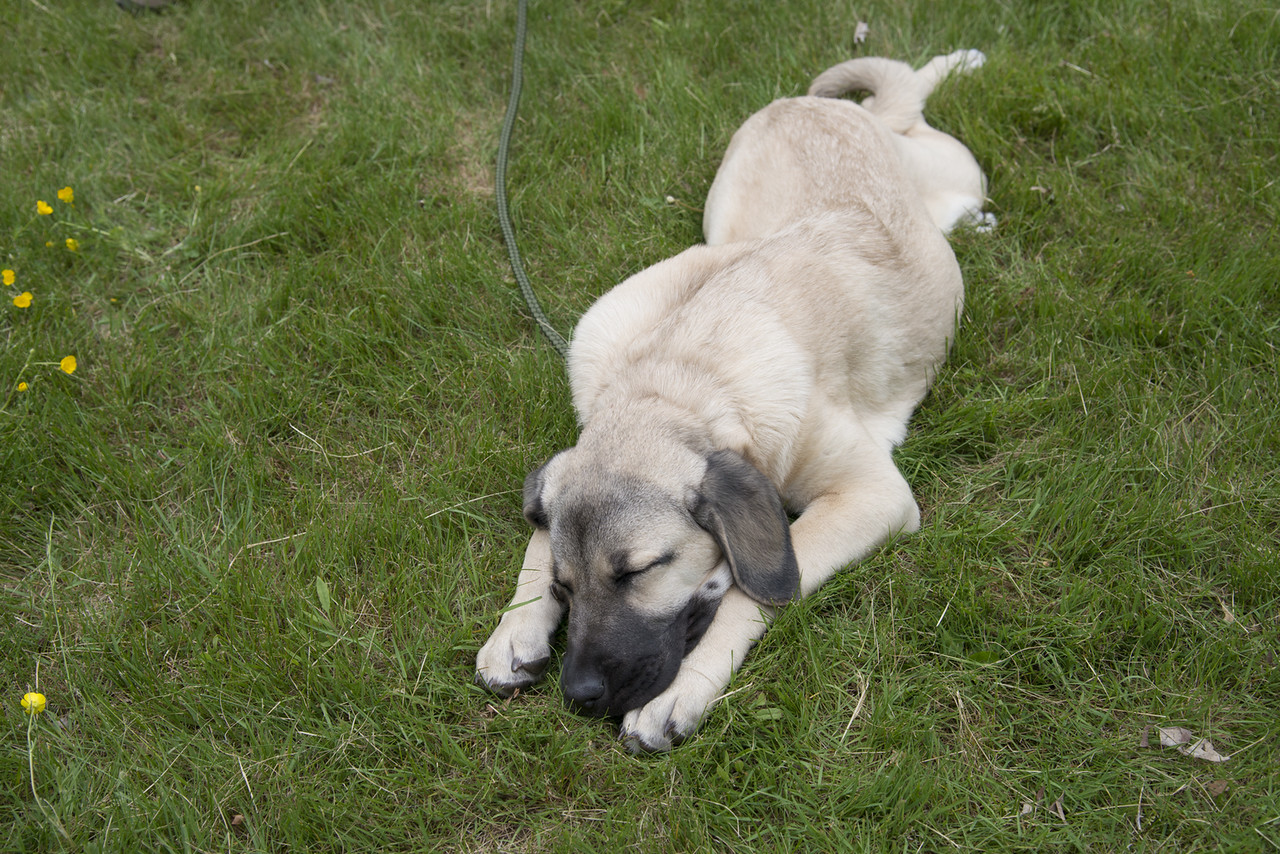 Kangals ~ Guardian Dogs - Farming with Carnivores Network