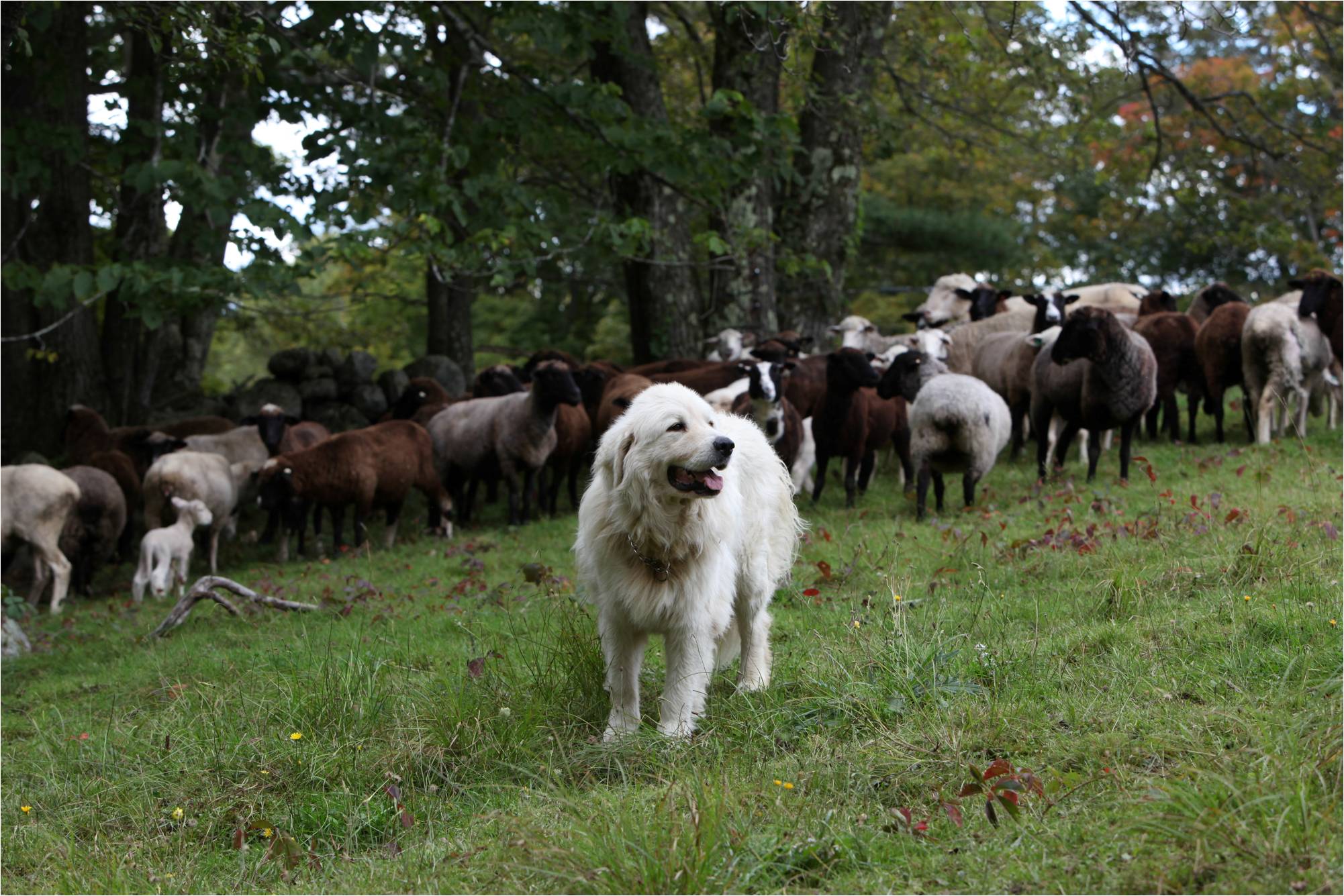 Raising Successful Livestock Guardian Dogs - Farming with Carnivores ...