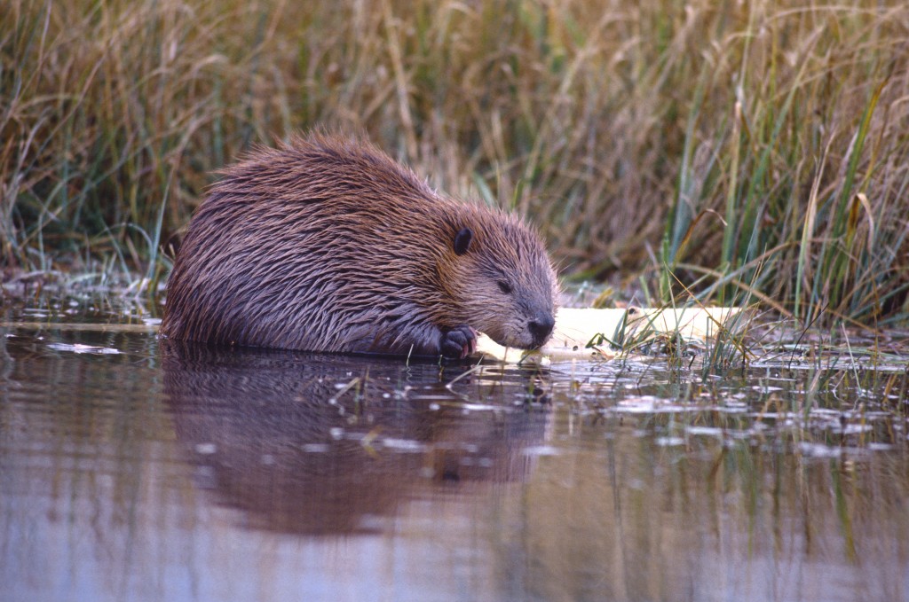 Beavers and Farm Ecosystems - Farming with Carnivores Network